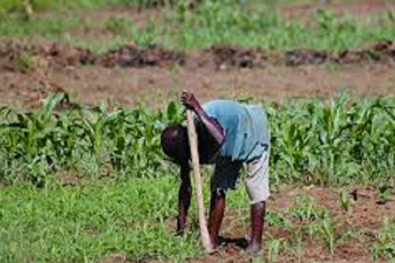 Rice farmers in Jere thank Almighty Allah and rejoice over bumper ...