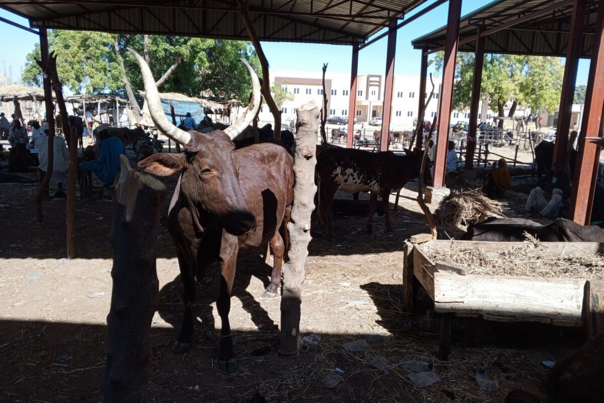 Banki cattle market vital for trade between Borno, Cameroon and Chad ...